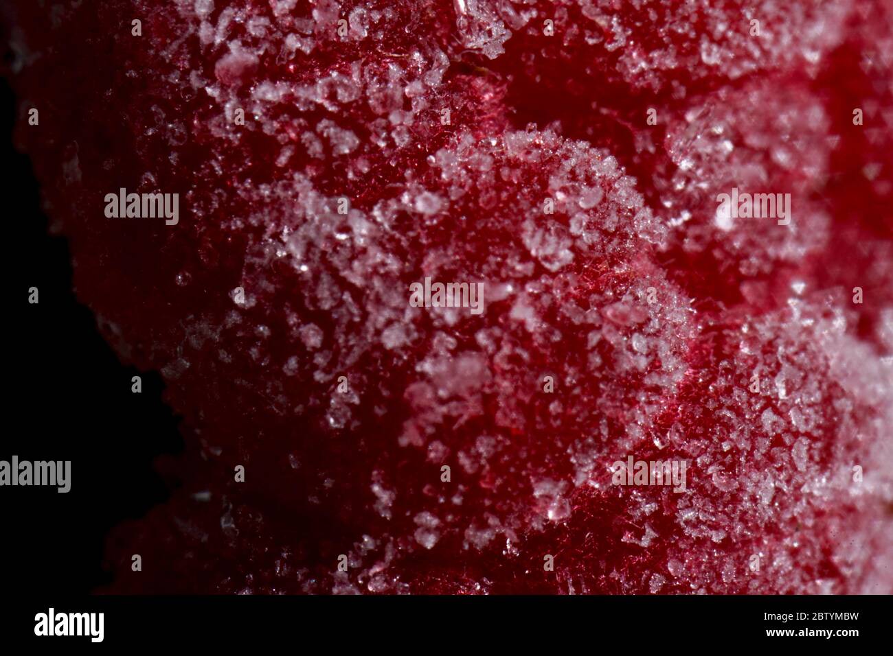 Super macro detail close up of frozen deep red raspberry with ice ...