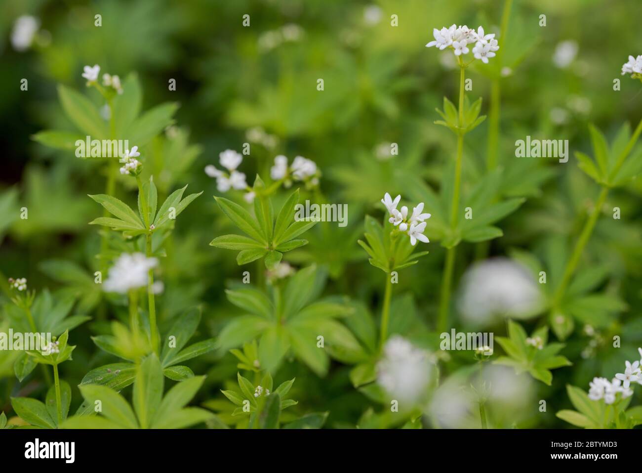 Sweet woodruff growing and blooming in garden Stock Photo - Alamy