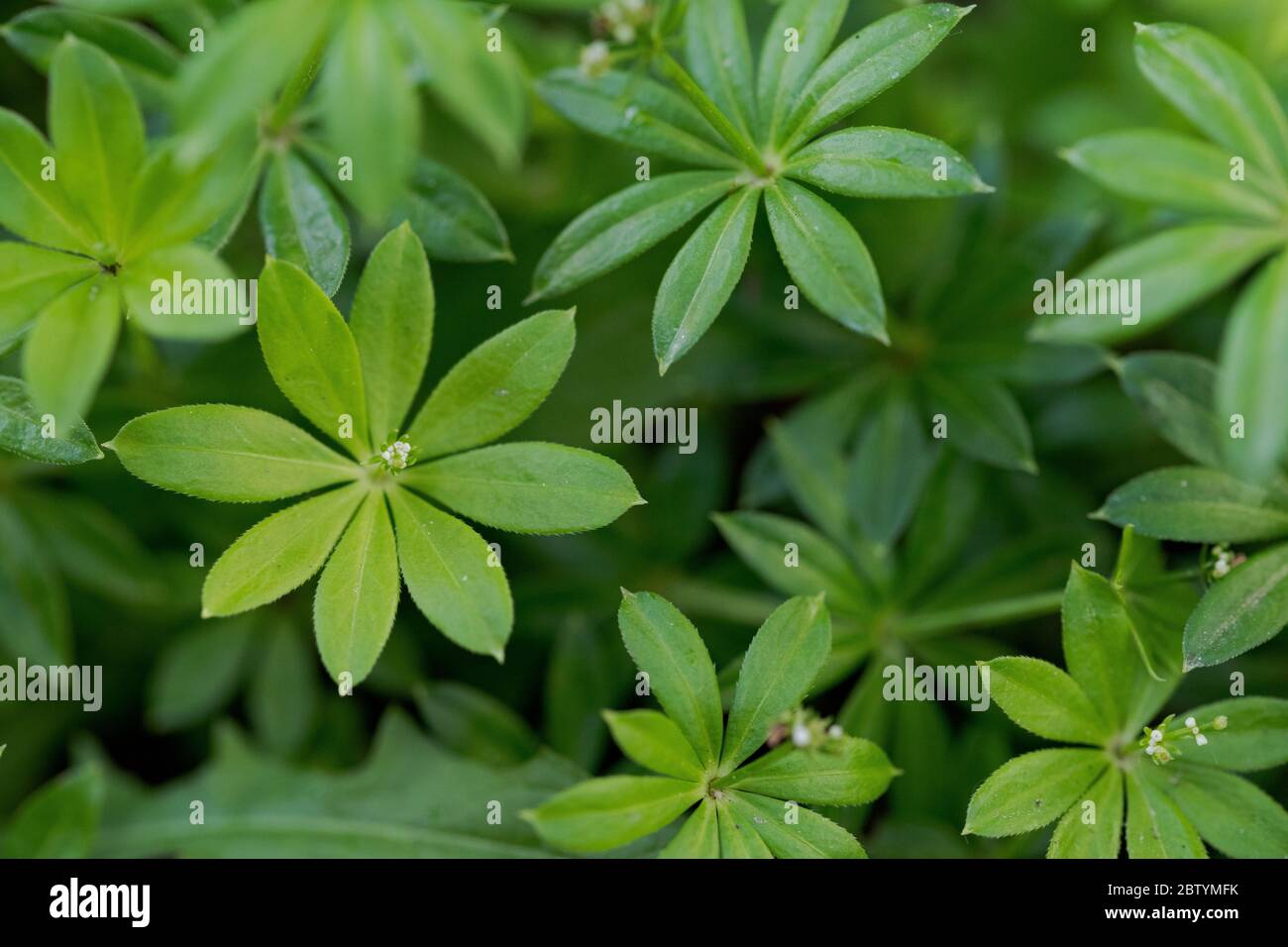 Sweet woodruff growing and blooming in garden Stock Photo - Alamy