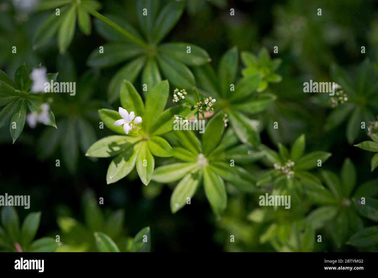 Sweet woodruff growing and blooming in garden Stock Photo - Alamy