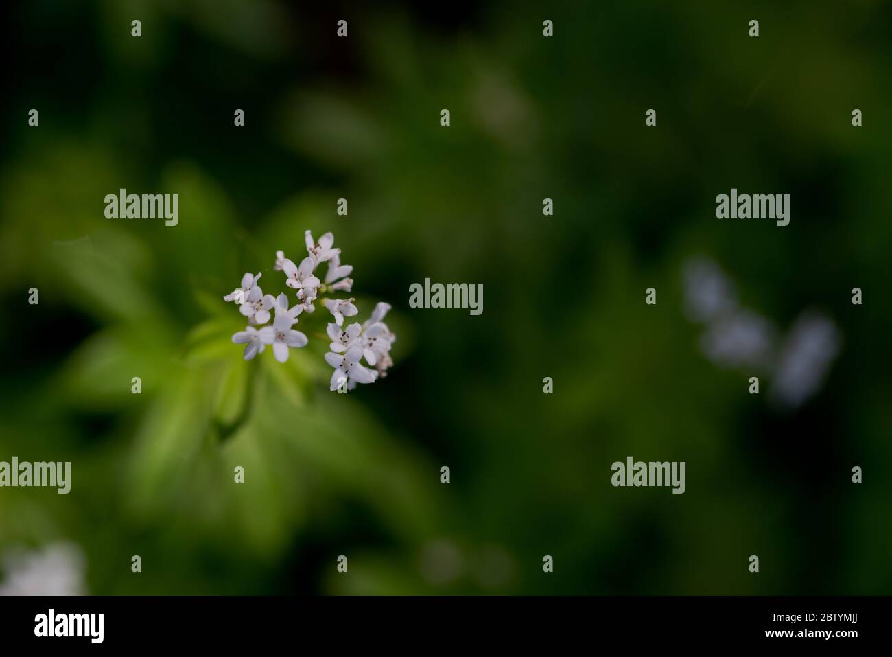 Sweet woodruff growing and blooming in garden Stock Photo - Alamy