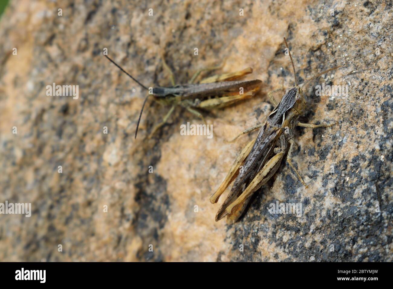 Two Locusts Blending in on a Rock on Olkhon Island, Lake Baikal, Russia ...