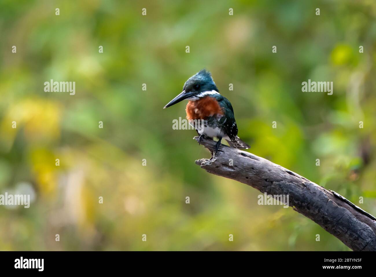 Amazononia hi-res stock photography and images - Alamy