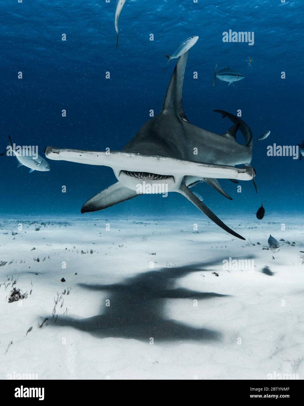 A hammer-heads straight for the camera. BAHAMAS: DAREDEVIL diver gets ...