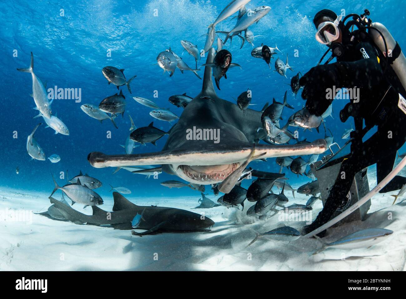 Hammerhead Shark Attack Human