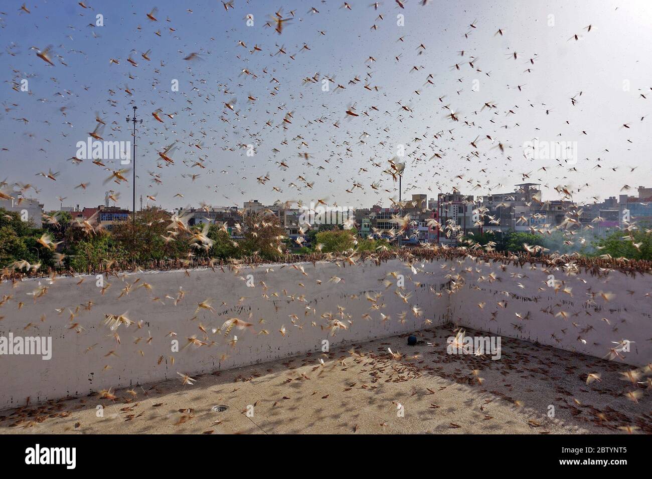 Locust Swarm 2020 High Resolution Stock Photography and Images - Alamy