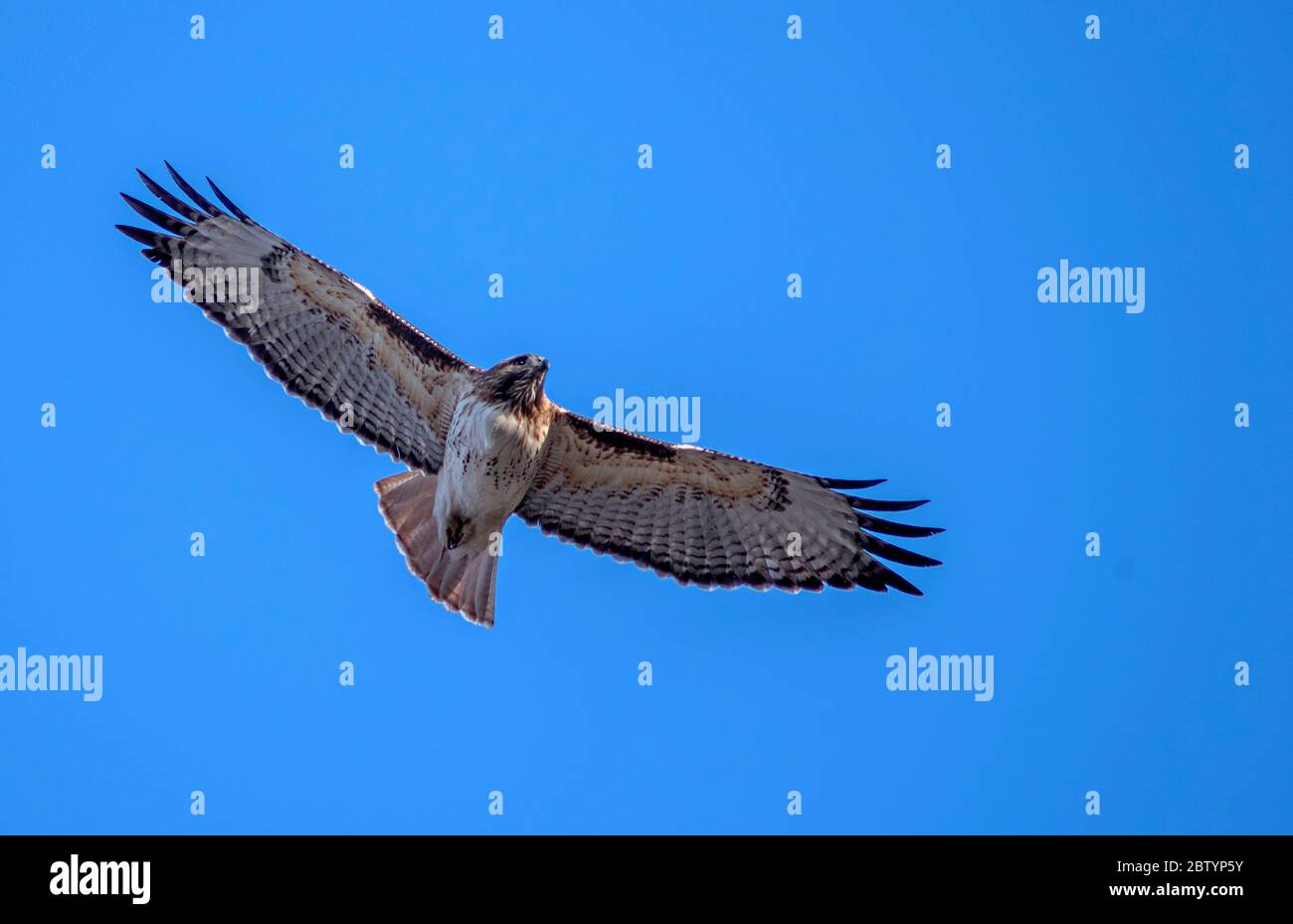 Hawk color patterns hi-res stock photography and images - Alamy