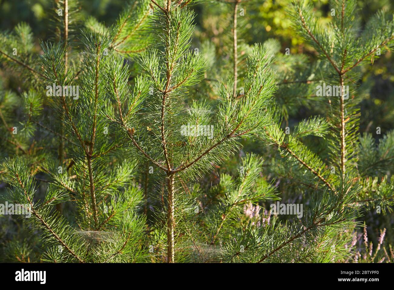 Chobham Common Nature Reserve, Surrey, England Stock Photo - Alamy