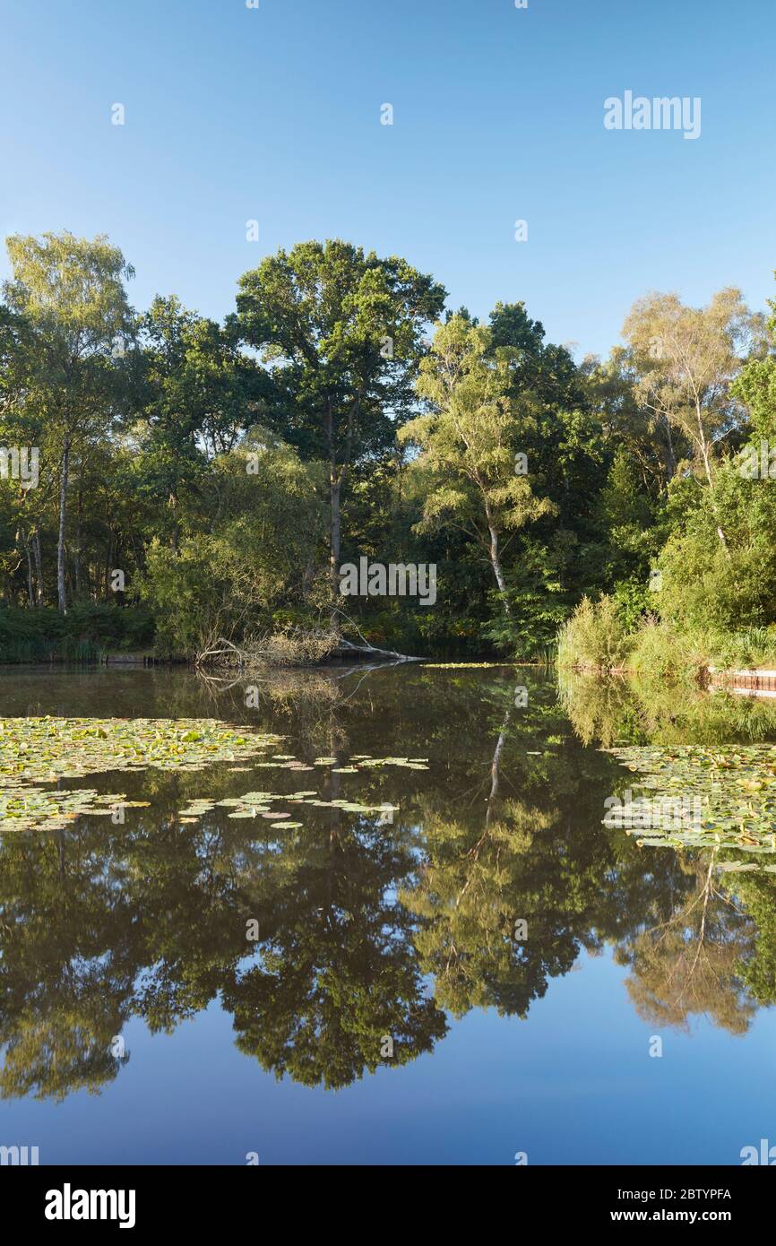 Chobham Common Nature Reserve, Surrey, England Stock Photo - Alamy