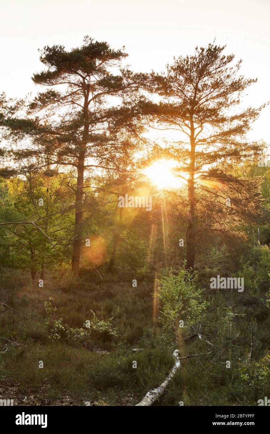 Chobham woods surrey hi-res stock photography and images - Alamy