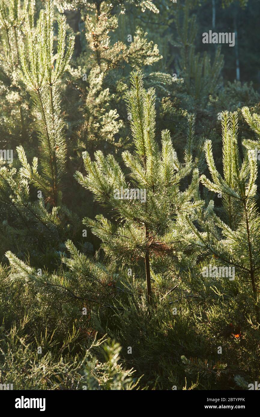 Chobham Common Nature Reserve, Surrey, England Stock Photo - Alamy