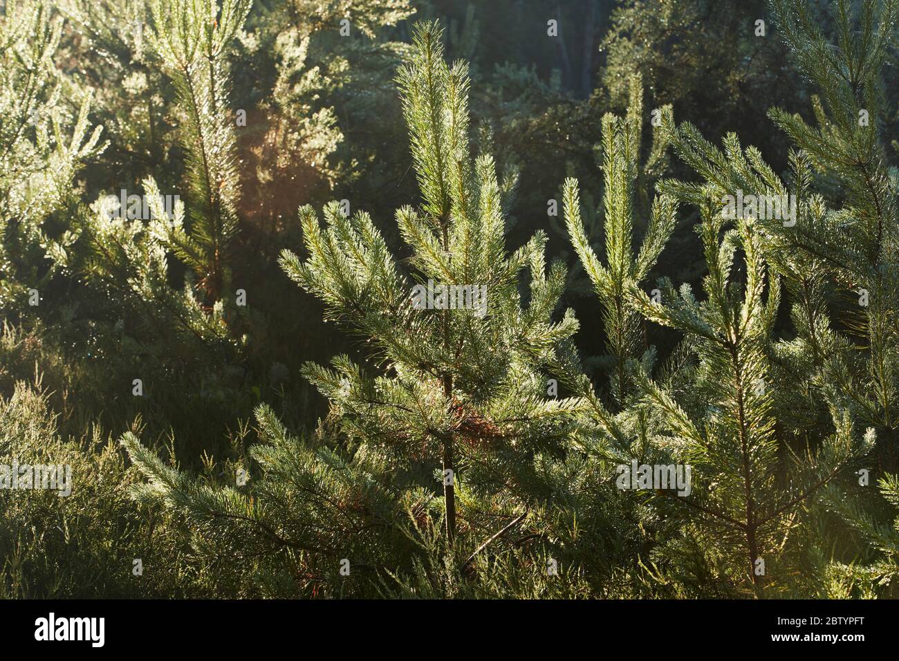 Chobham Common Nature Reserve, Surrey, England Stock Photo - Alamy