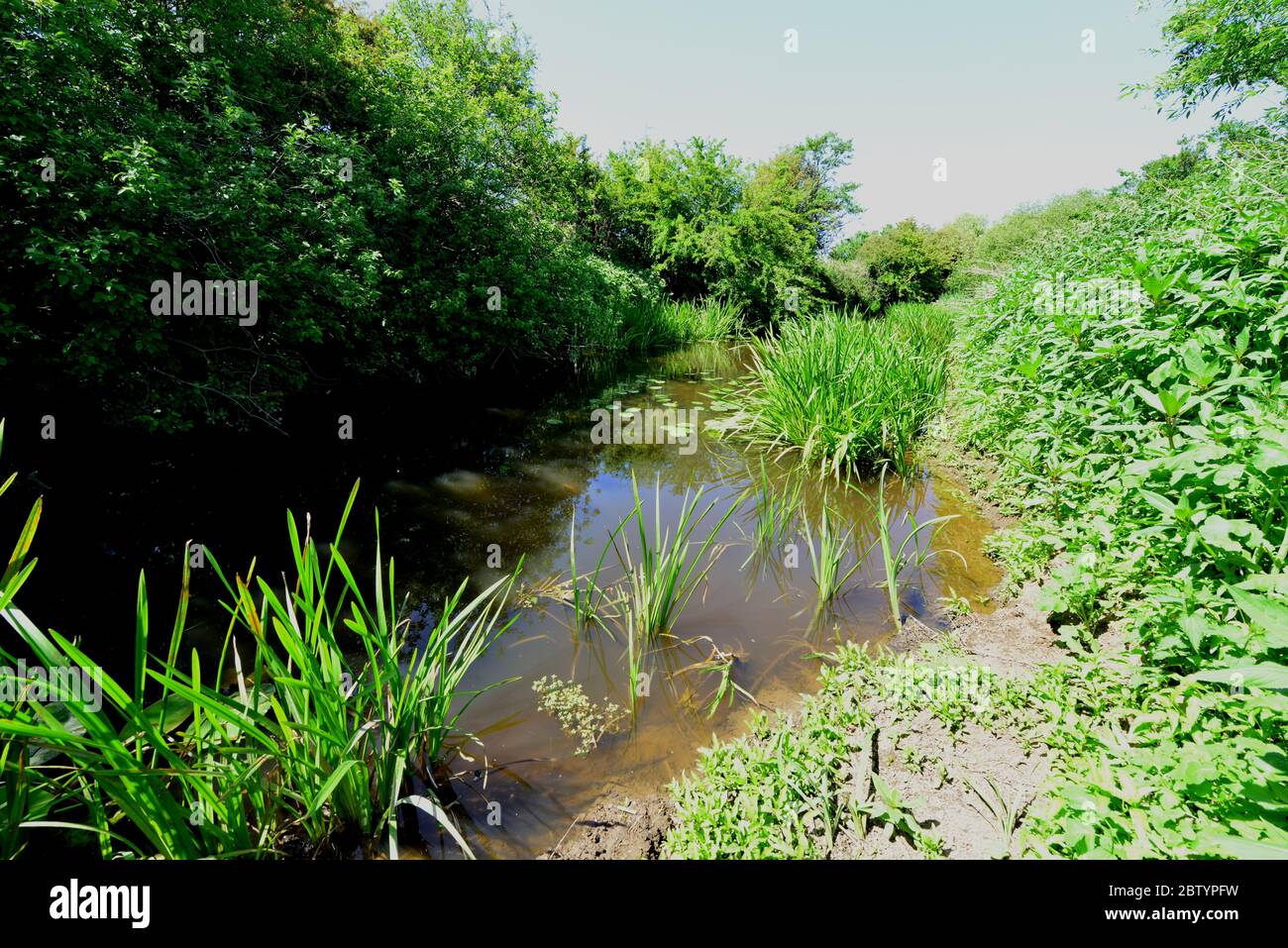 The River Mole in May in Horley in Surrey Stock Photo - Alamy