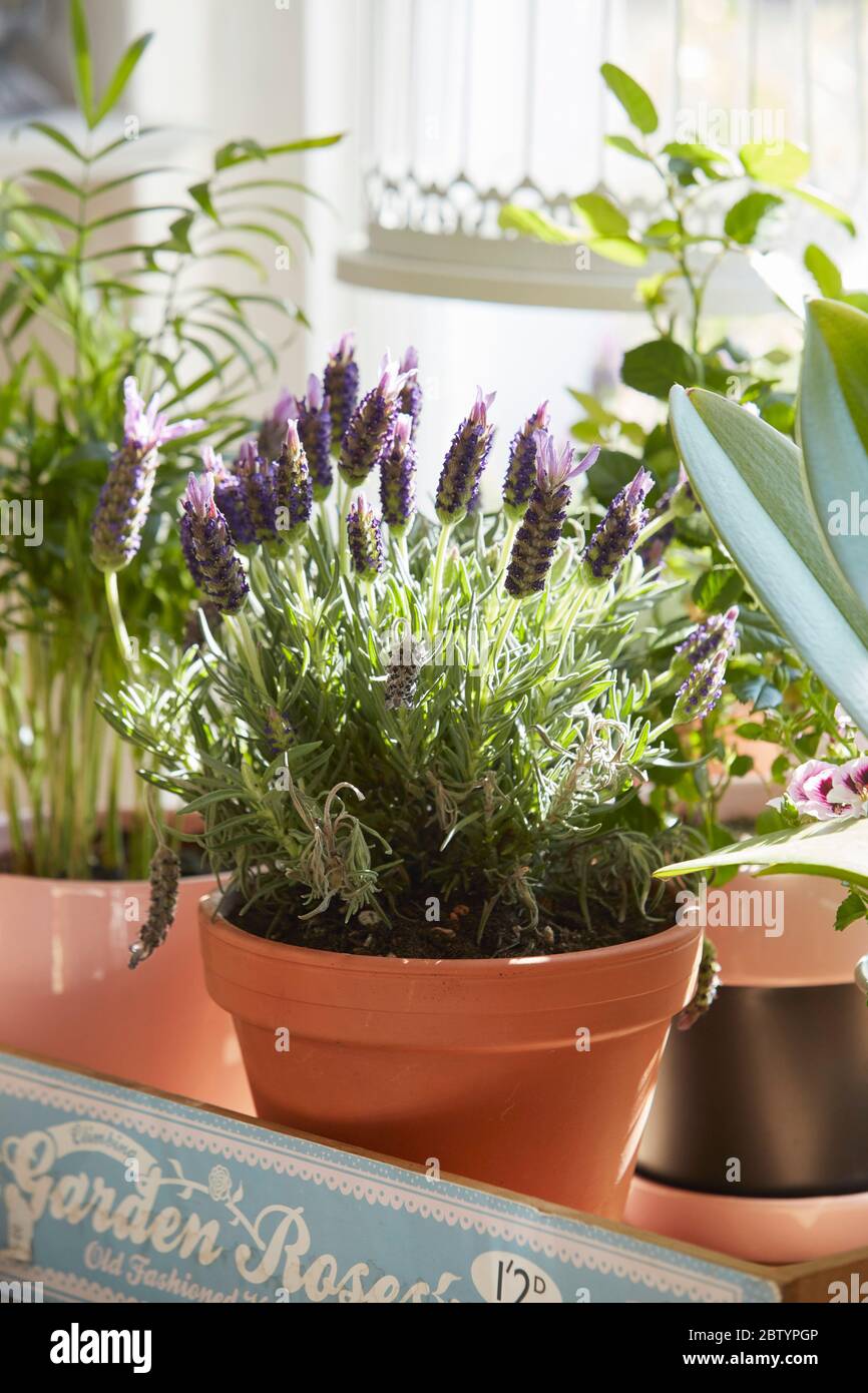 Chobham flowers hi-res stock photography and images - Alamy