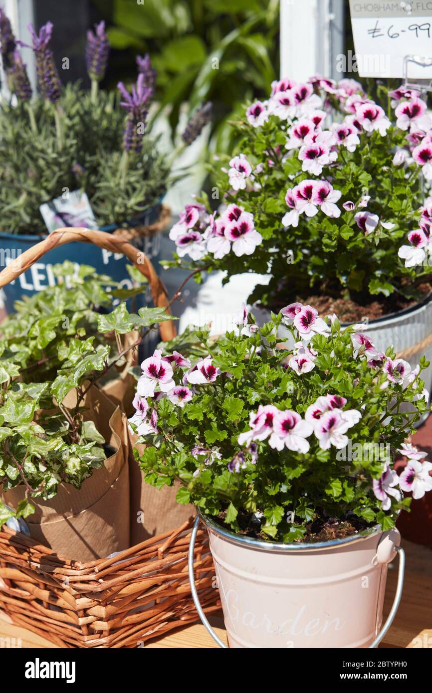 Chobham flowers hi-res stock photography and images - Alamy