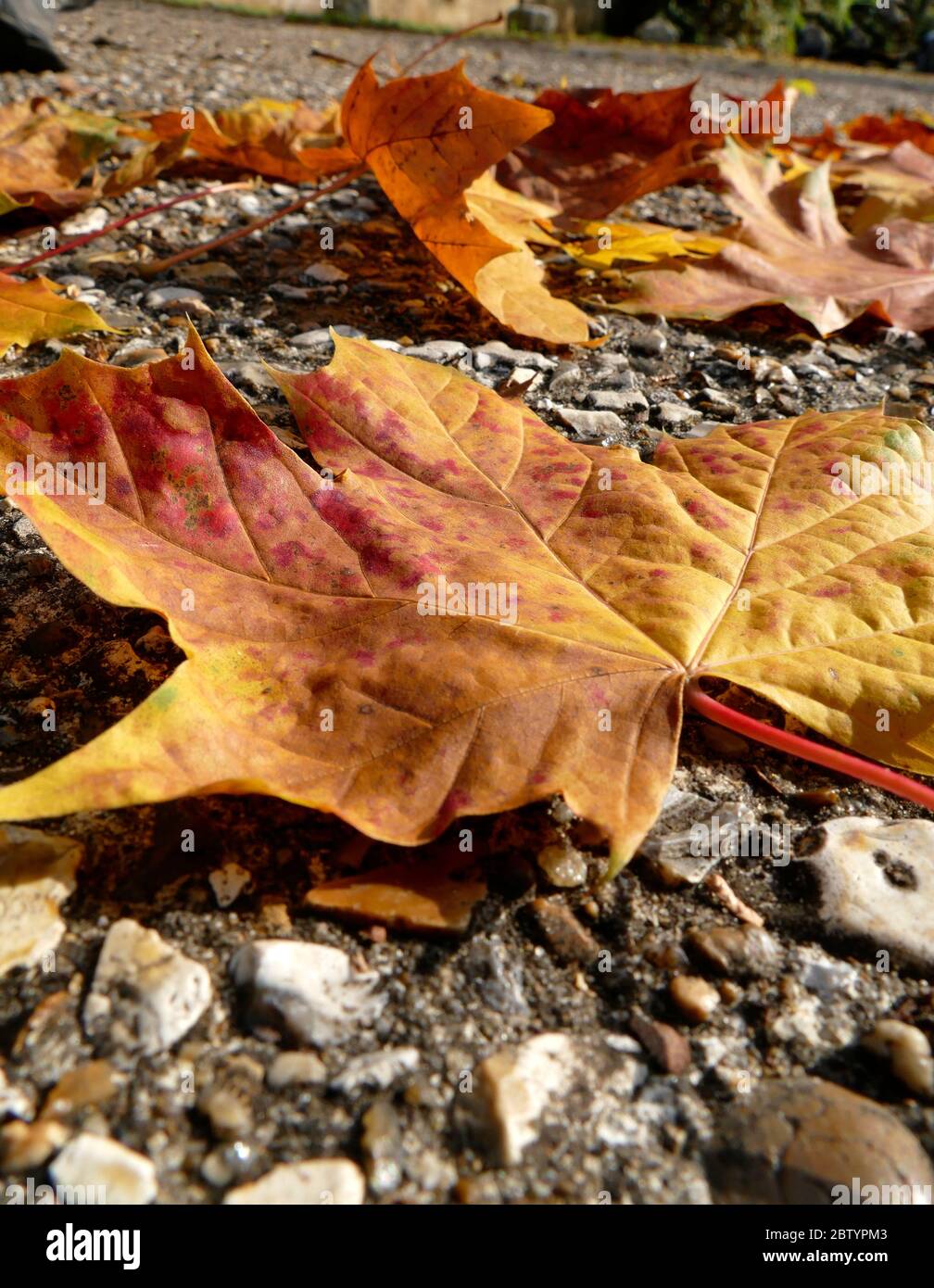 Dead leaf marks hi-res stock photography and images - Alamy