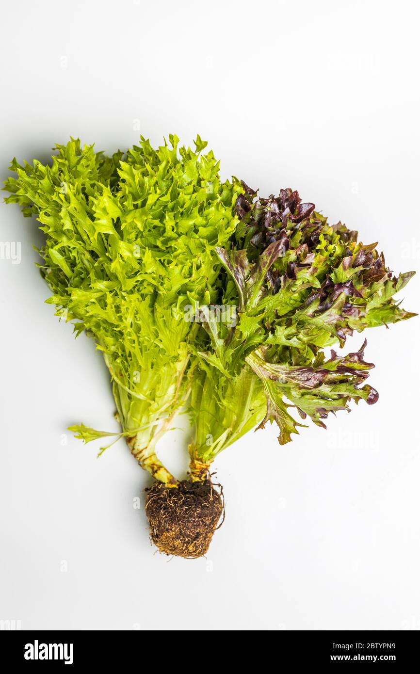 Plant fresh green lettuce with root Stock Photo - Alamy