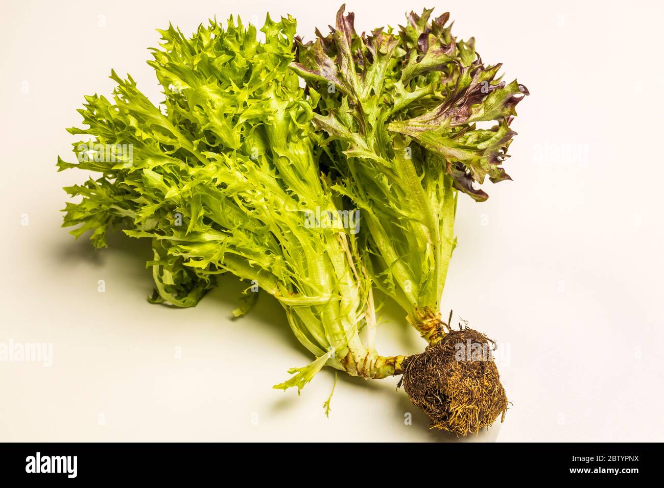 Plant fresh green lettuce with root Stock Photo - Alamy