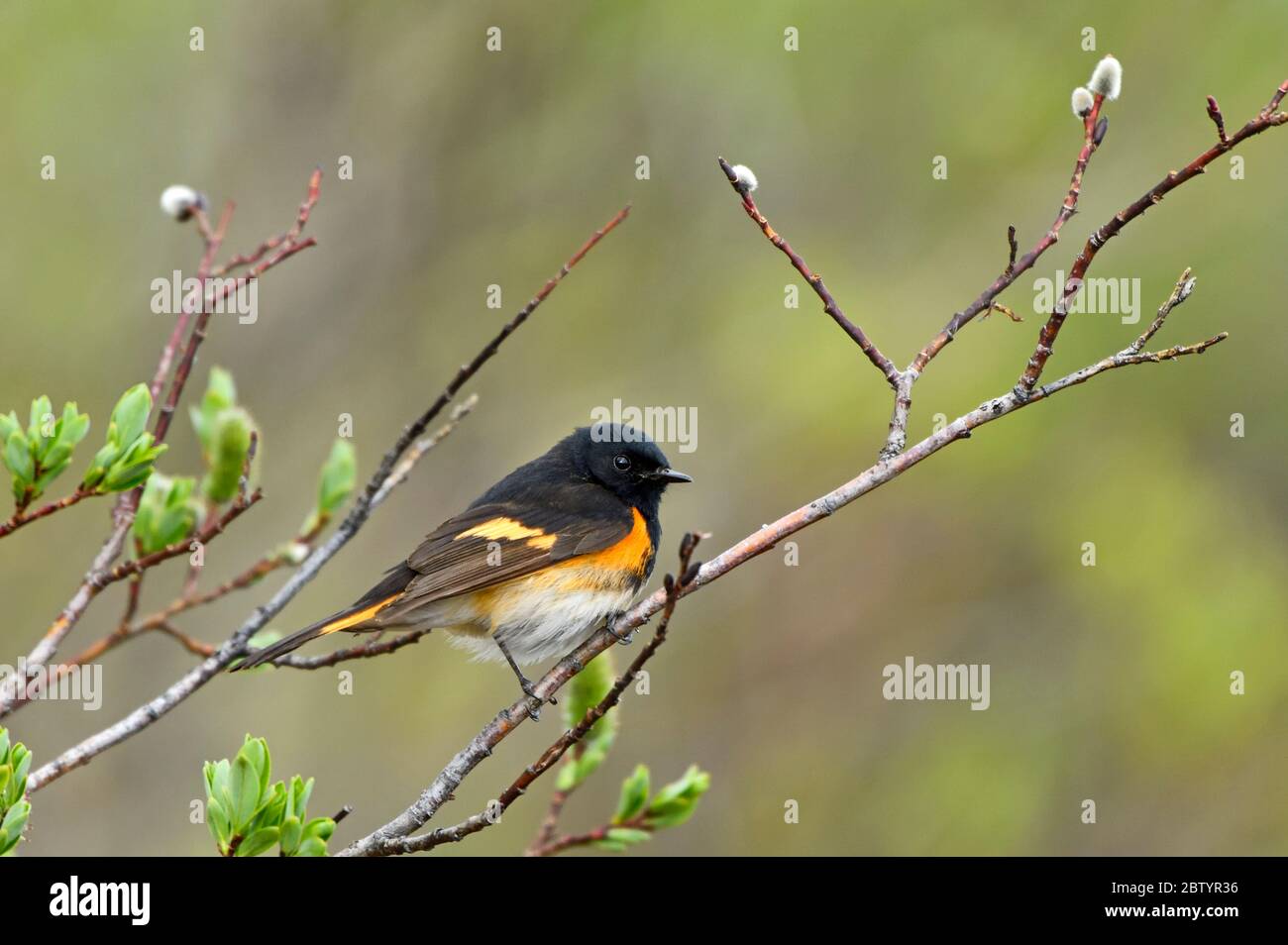 Black Redstart High Resolution Stock Photography and Images - Alamy