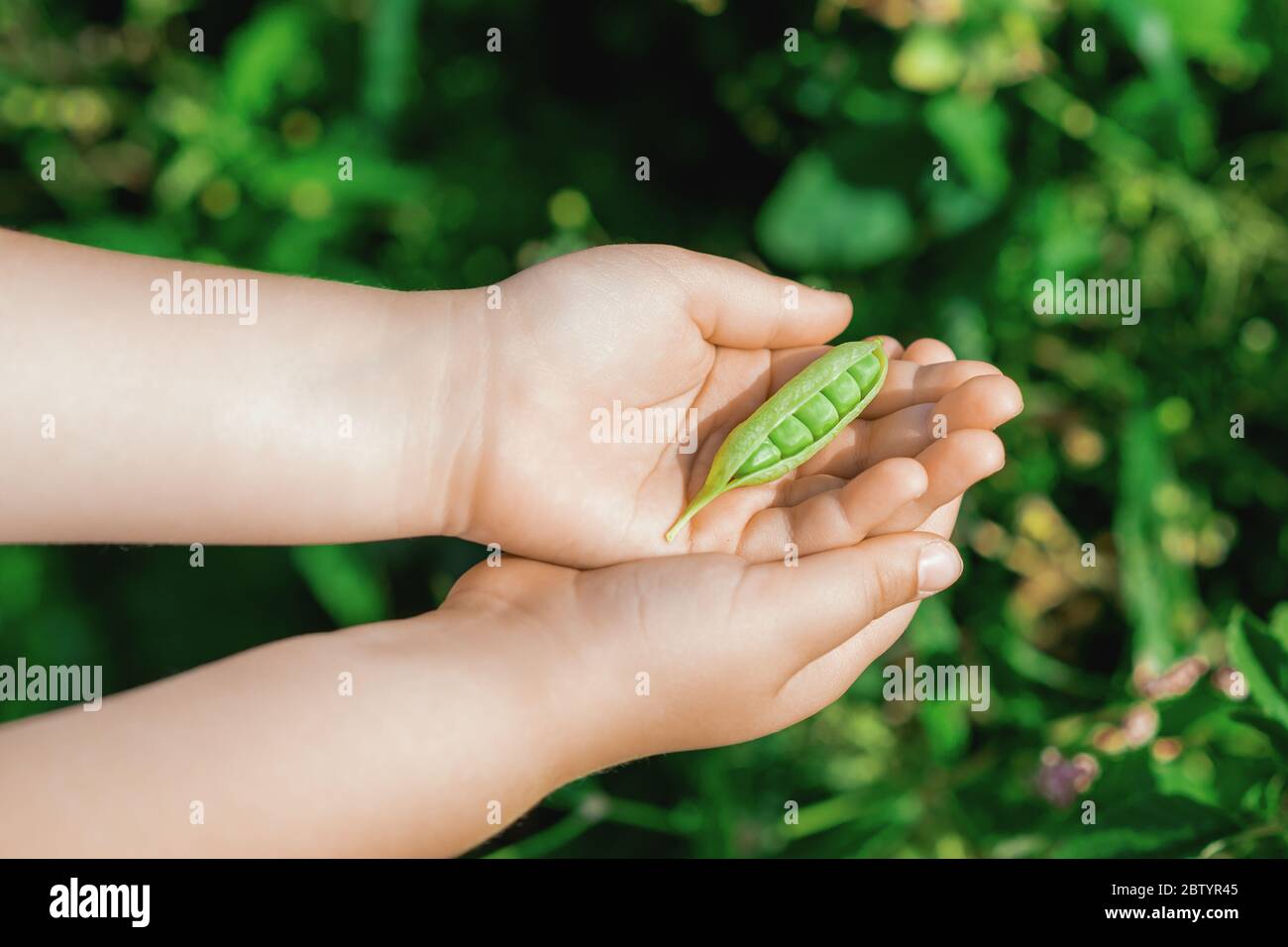 Hands holding peas in a pod hi-res stock photography and images - Alamy