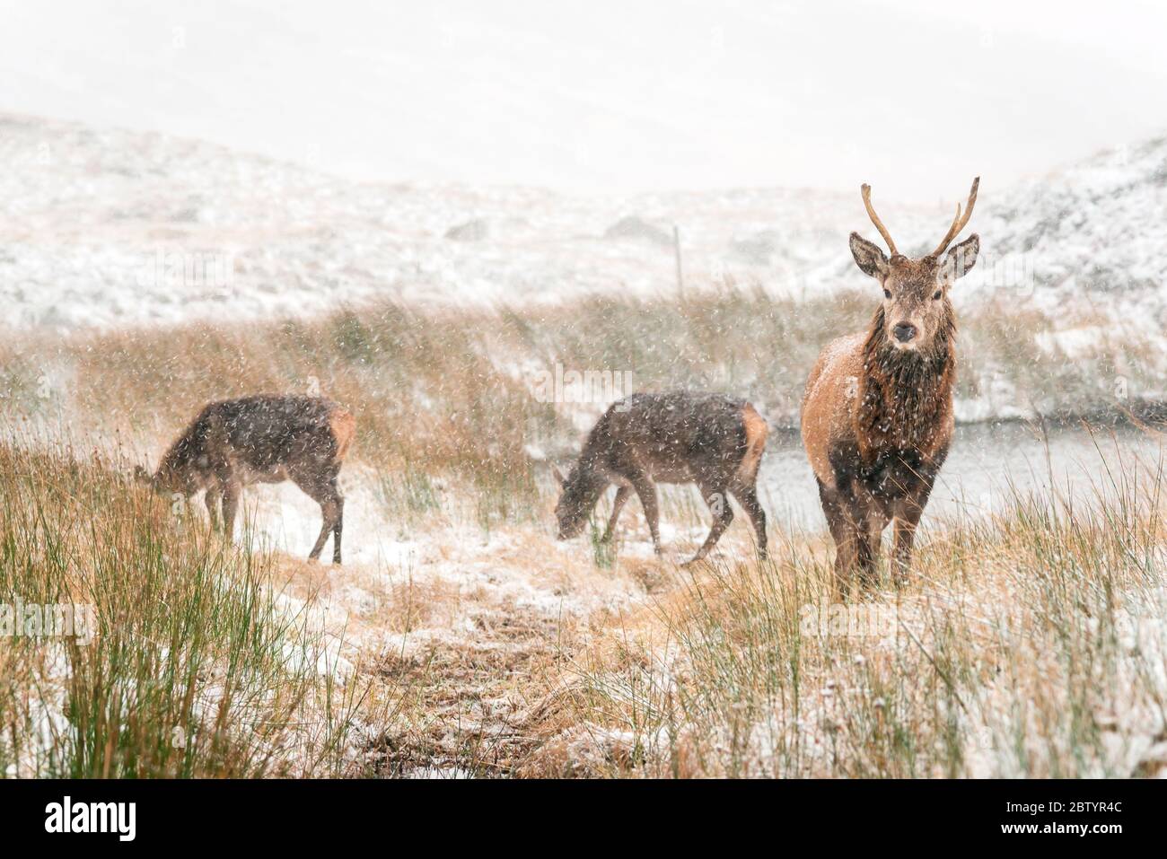 Young red deer in scottish hi-res stock photography and images - Alamy