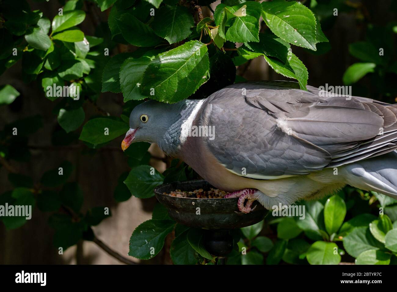 Eating in a confined space, common wood pigeon squeezing onto a bird ...