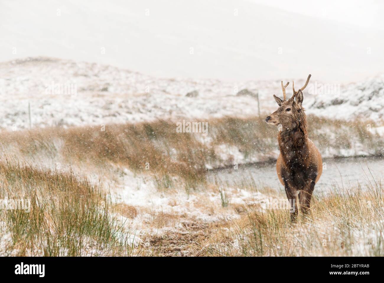 Young red deer in scottish hi-res stock photography and images - Alamy