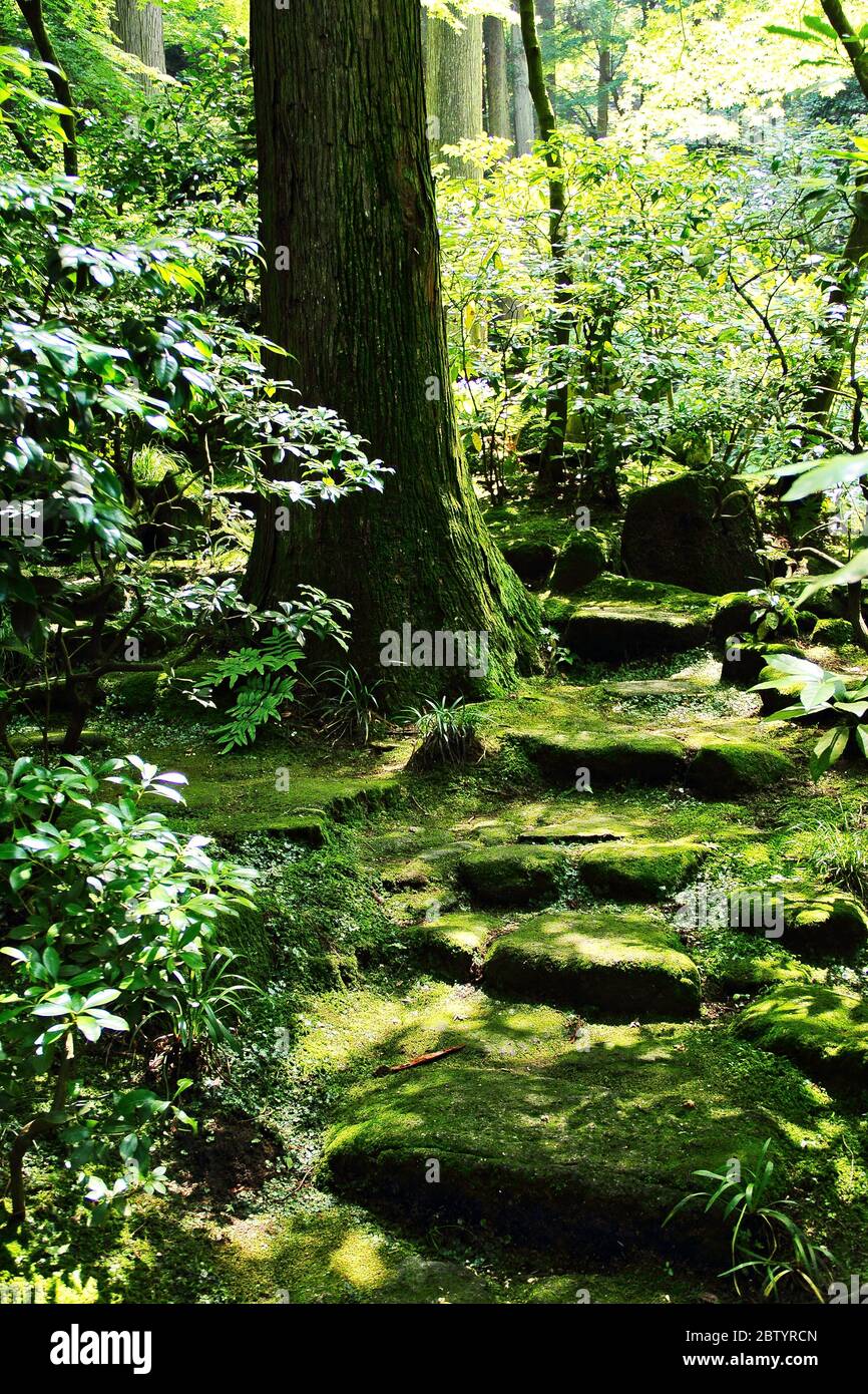 Stairs in a Forest Stock Photo - Alamy