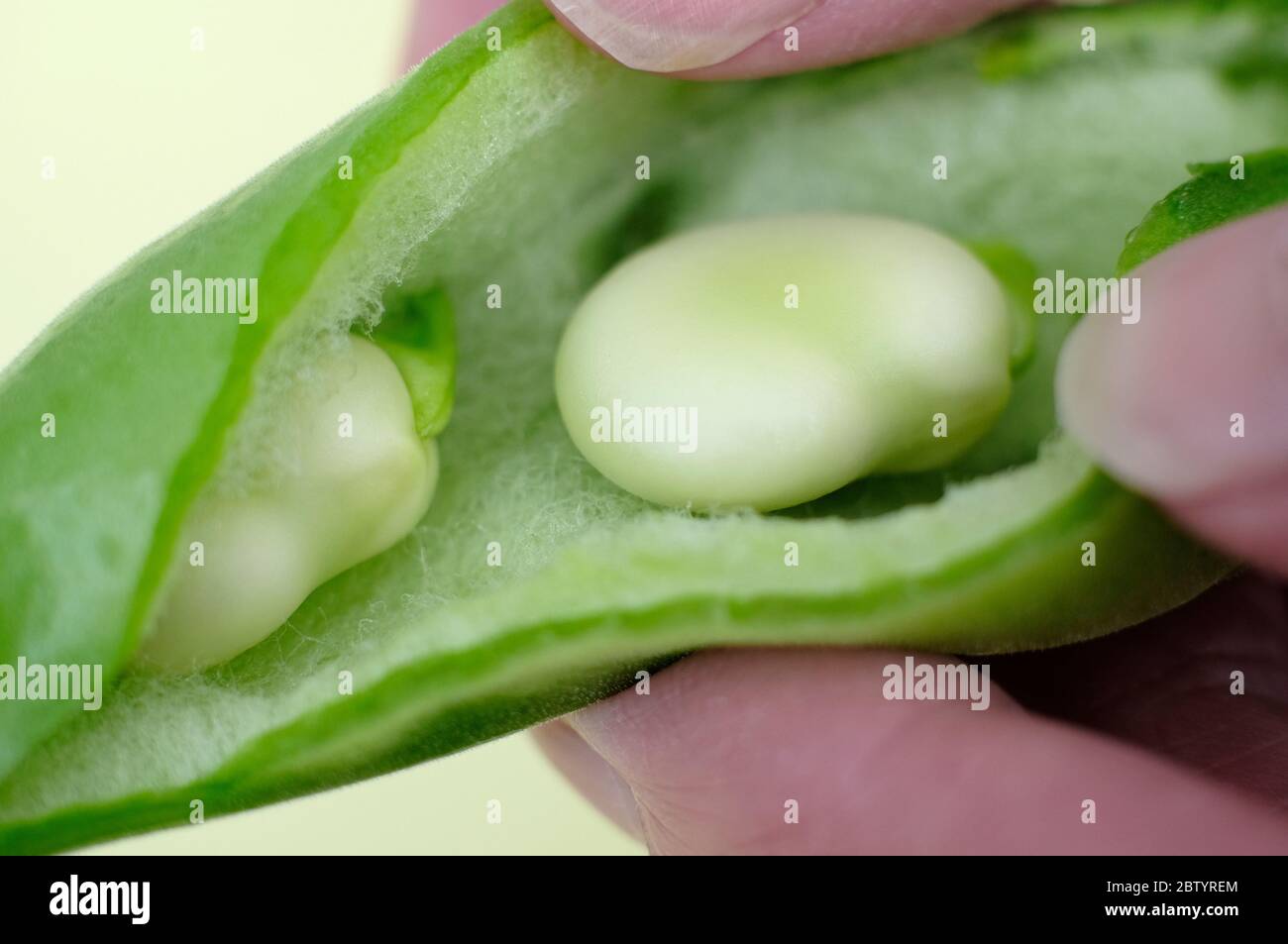 person shelling broad beans from pod, norfolk, england Stock Photo - Alamy