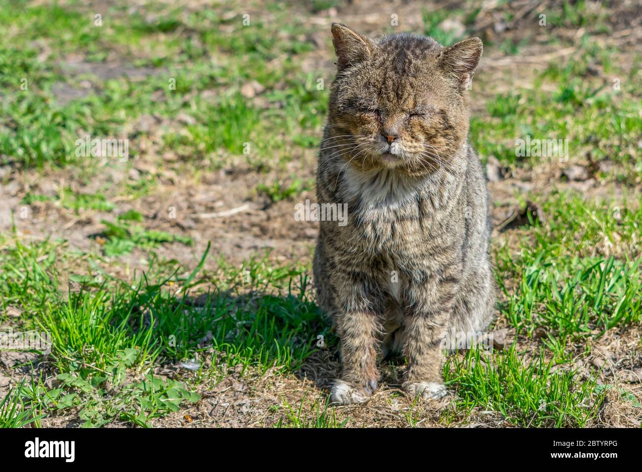 Wound wounds wildlife animal hi-res stock photography and images - Alamy