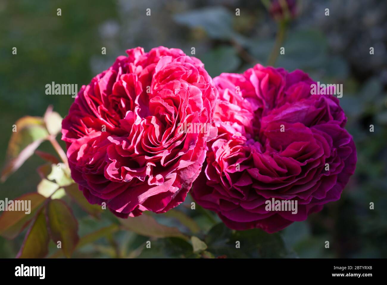 Garden red roses hi-res stock photography and images - Alamy