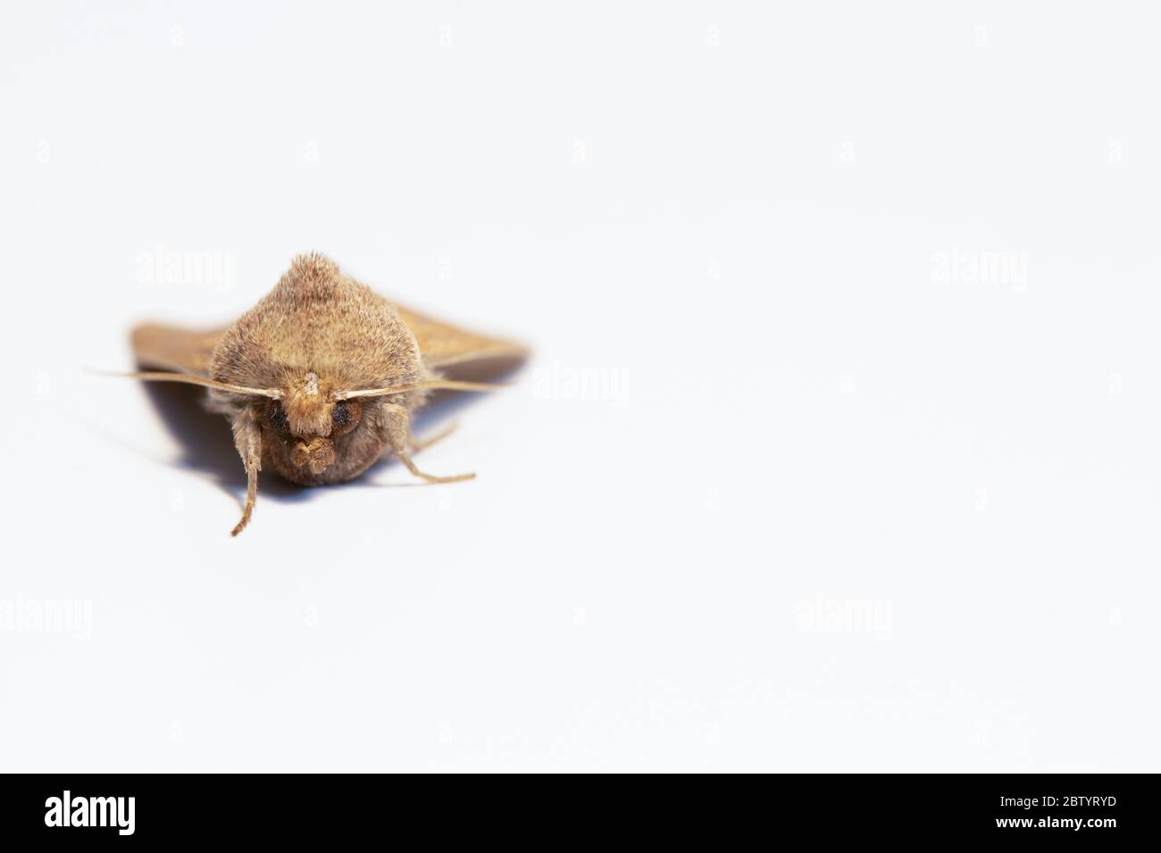 Armyworm moth, mythimna unipuncta, photographed. Photographed on white ...