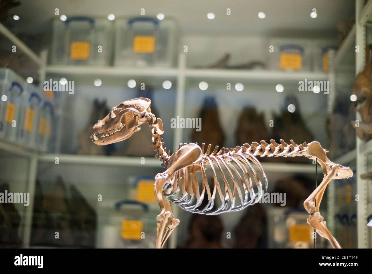 Small Animal Skeletons