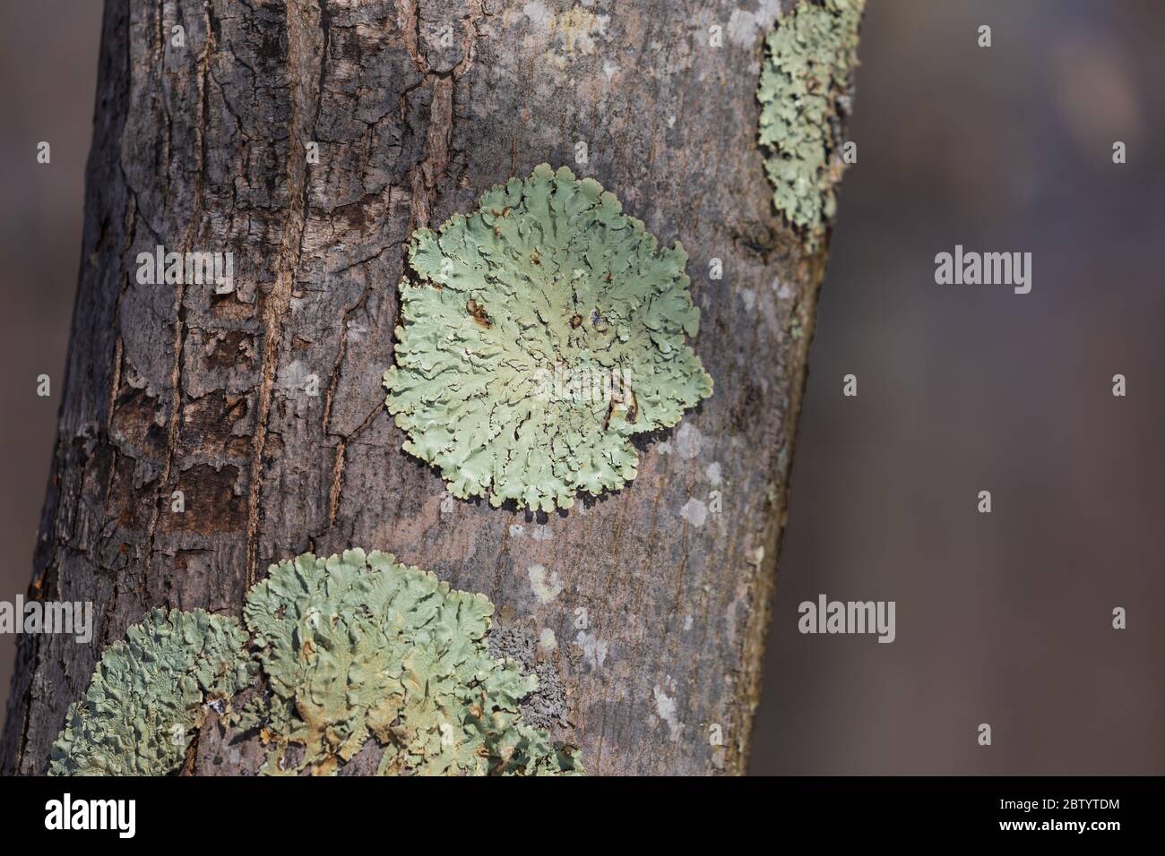 Patches of lichen hi-res stock photography and images - Alamy