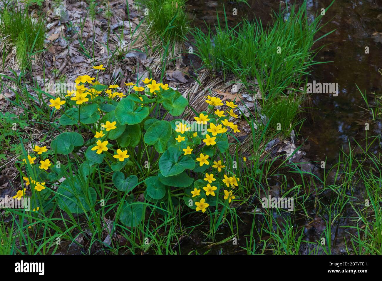 Marsh marigold growing in northern Wisconsin Stock Photo - Alamy