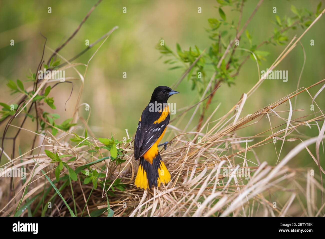 Male oriole flaring tail hi-res stock photography and images - Alamy