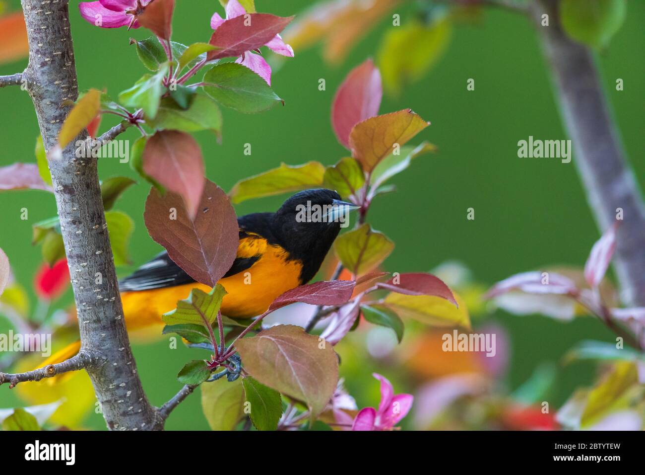Northern Baltimore Oriole Hi Res Stock Photography And Images Alamy
