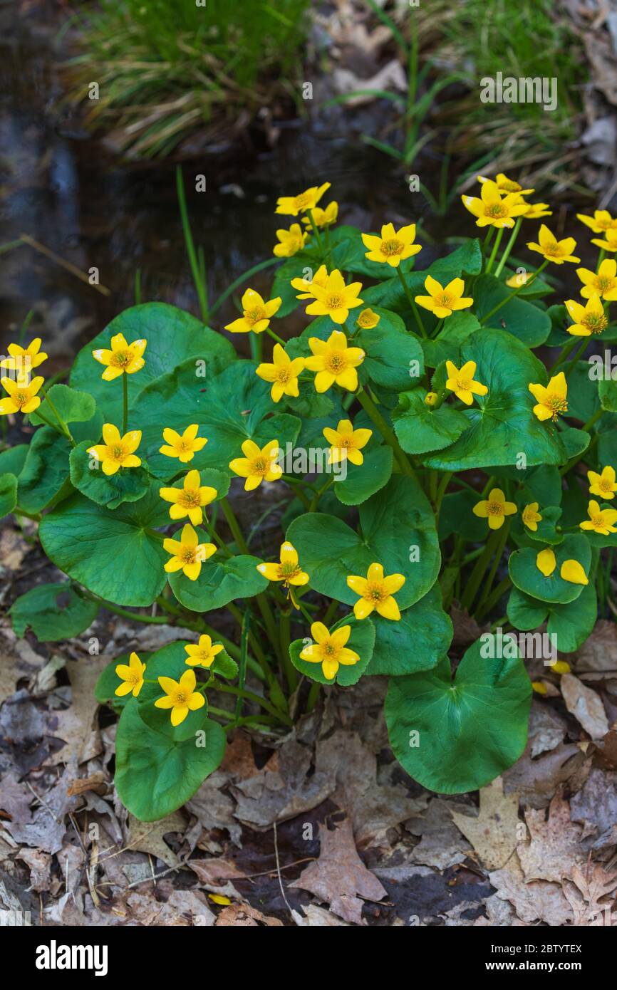 Wisconsin Marigold High Resolution Stock Photography and Images - Alamy