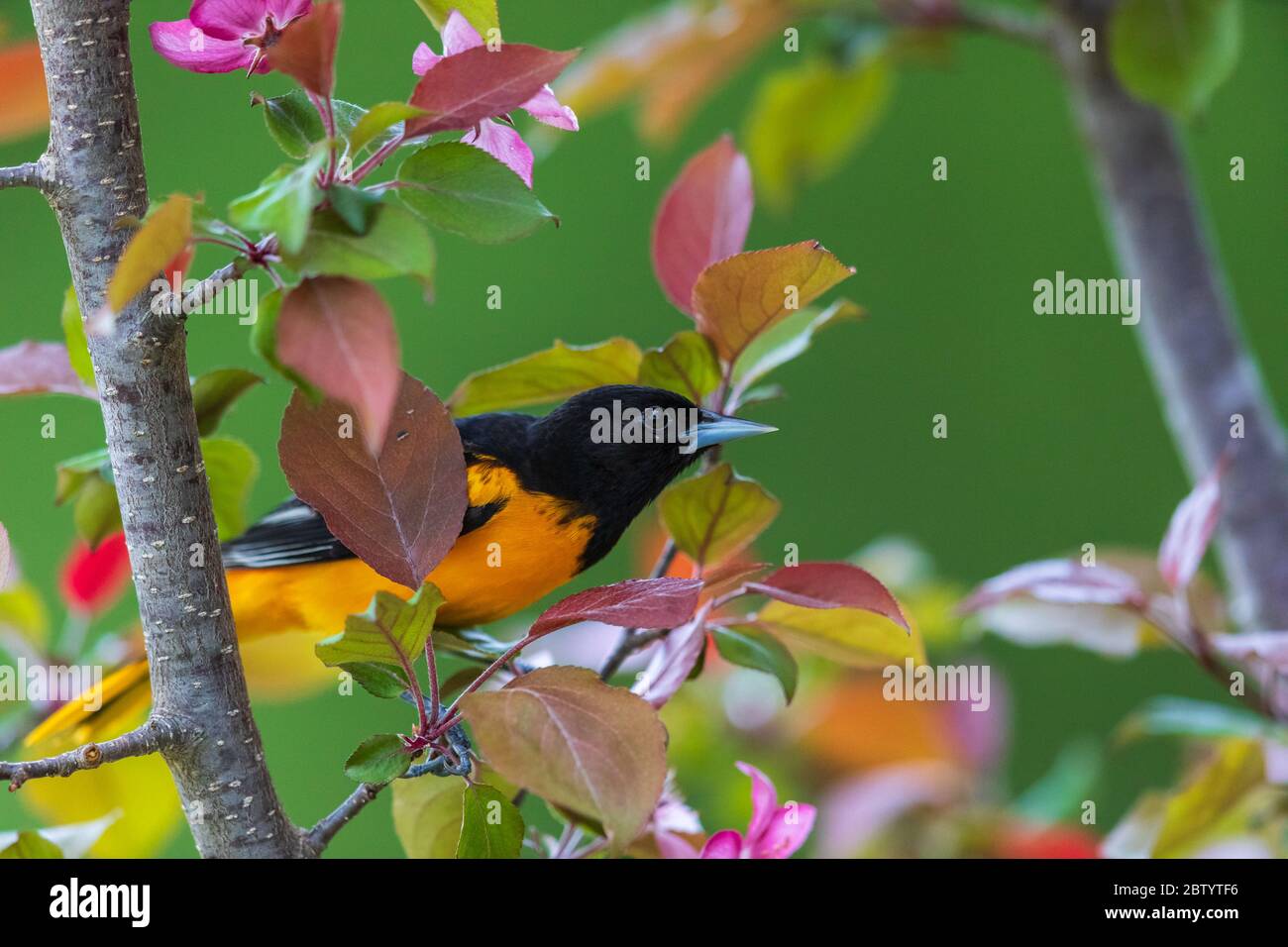 Oriole in crabapple tree hi-res stock photography and images - Alamy