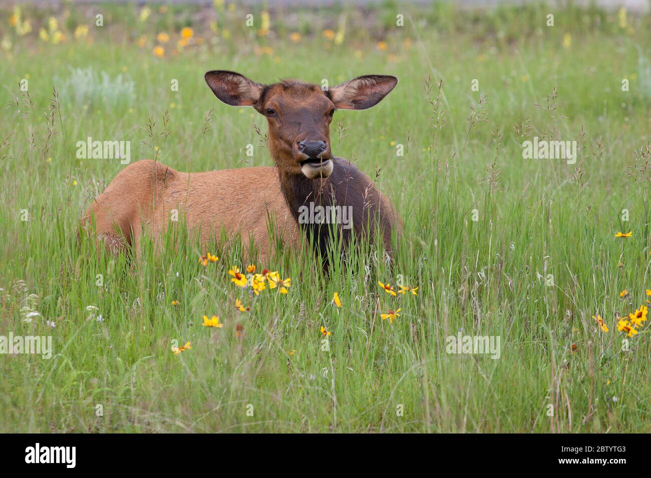 Elk Laying in Grass Stock Photo - Alamy