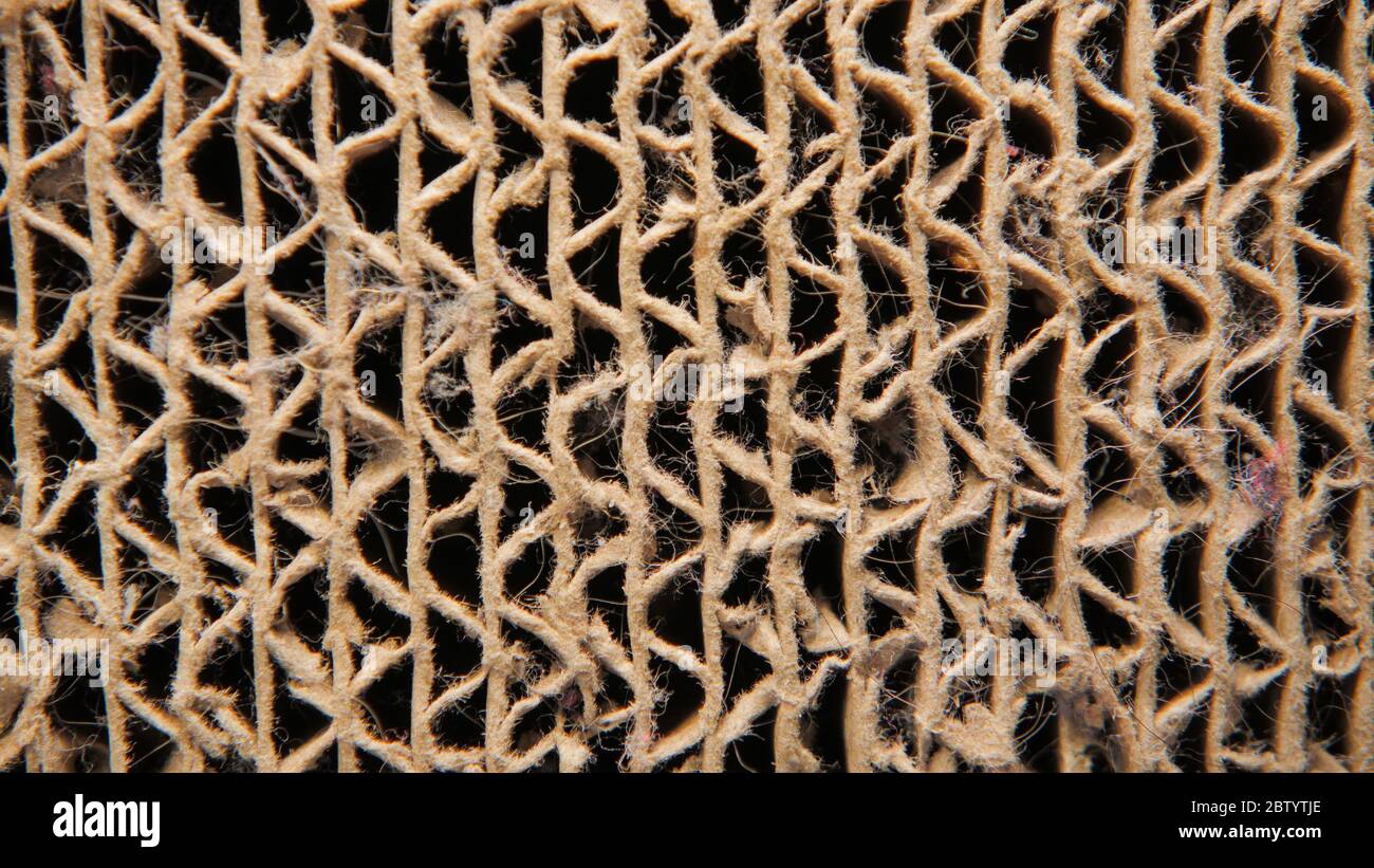 Cat texture hi-res stock photography and images - Alamy