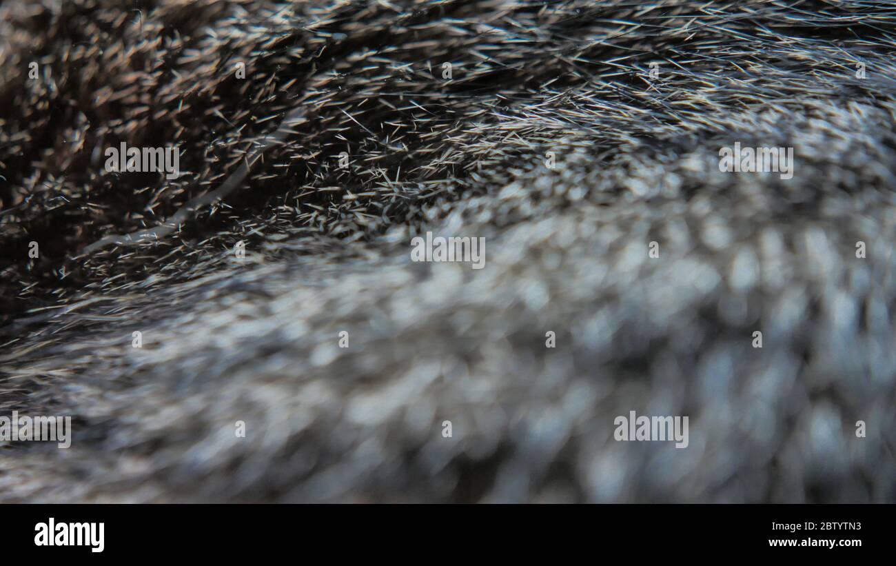 Fur texture with depth of field, high resolution Stock Photo - Alamy