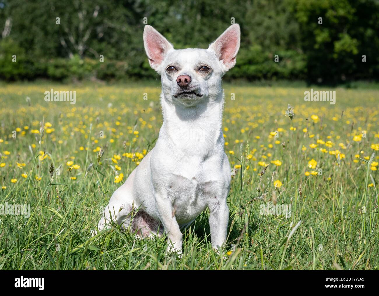 Chihuahua exercising hi-res stock photography and images - Alamy