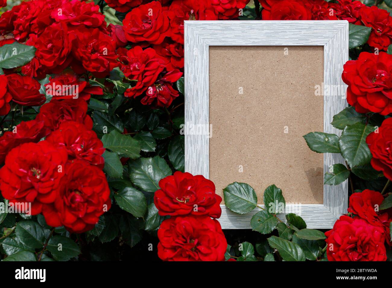 Empty Picture Frame in Natural Environment With Roses Stock Photo - Alamy