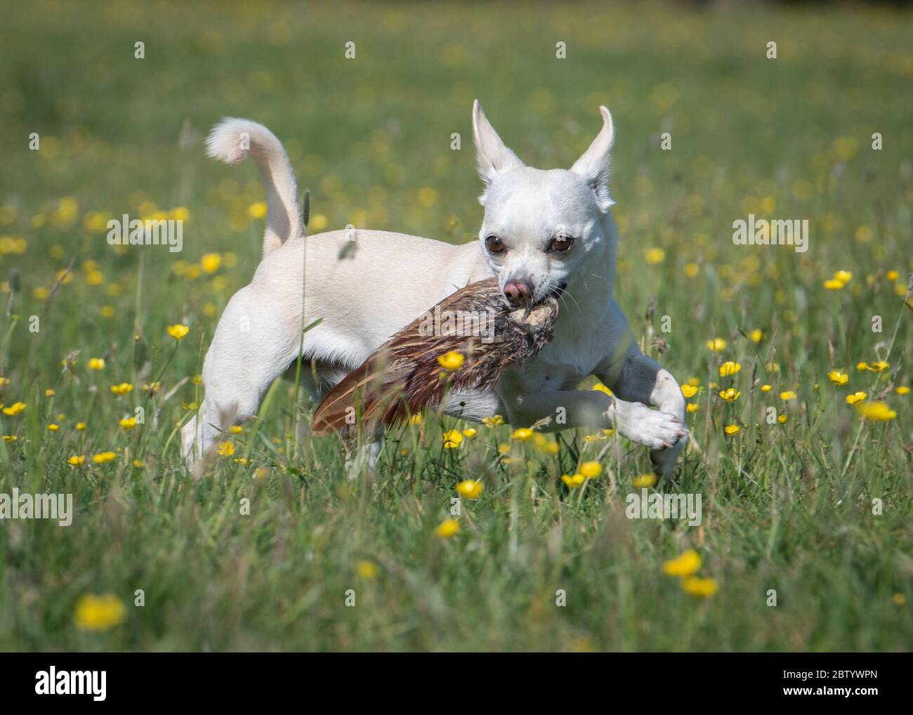 Chihuahua fetching hi-res stock photography and images - Alamy