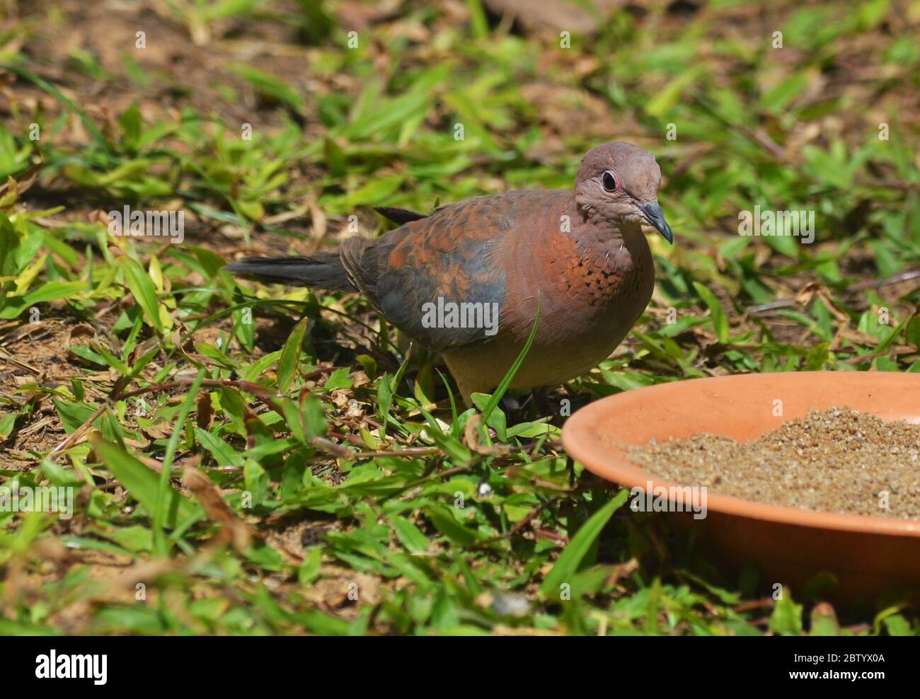 Senegal or Laughing dove (Spilopelia senegalensis) in a urban garden of ...