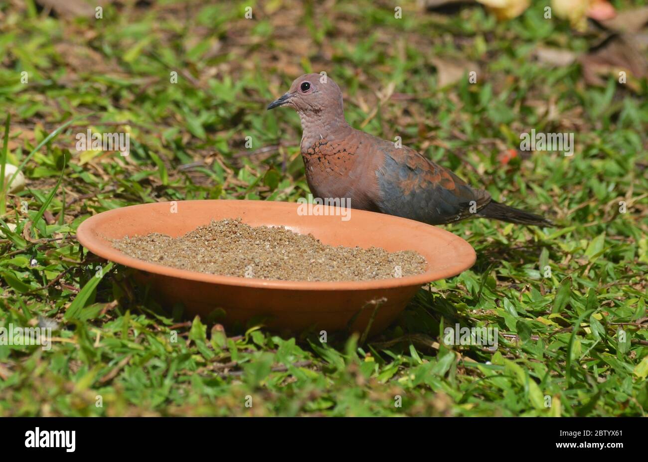 Senegal or Laughing dove (Spilopelia senegalensis) in a urban garden of ...
