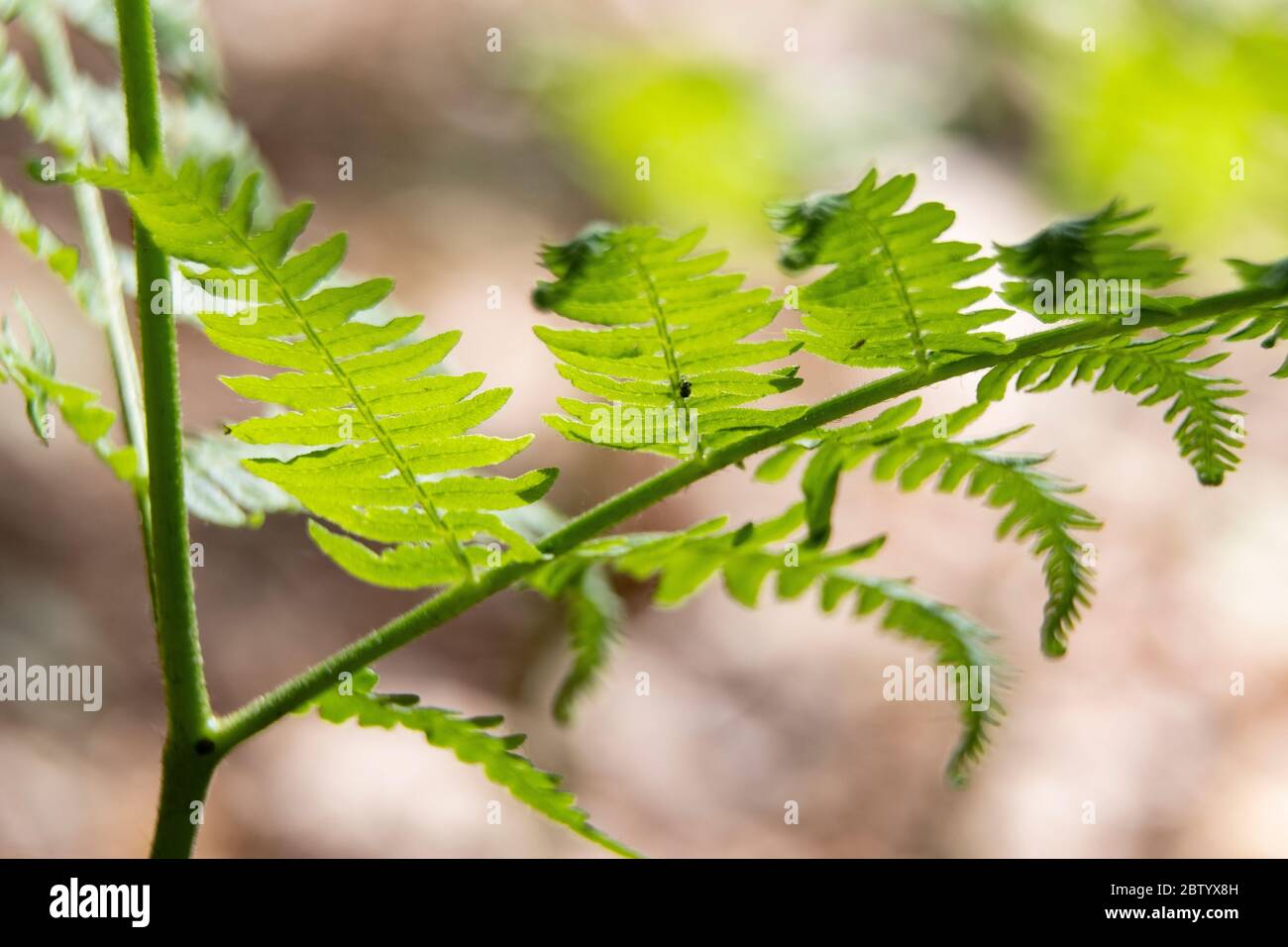 A Common Fern bursts in to life during Spring in a UK woodland Stock ...