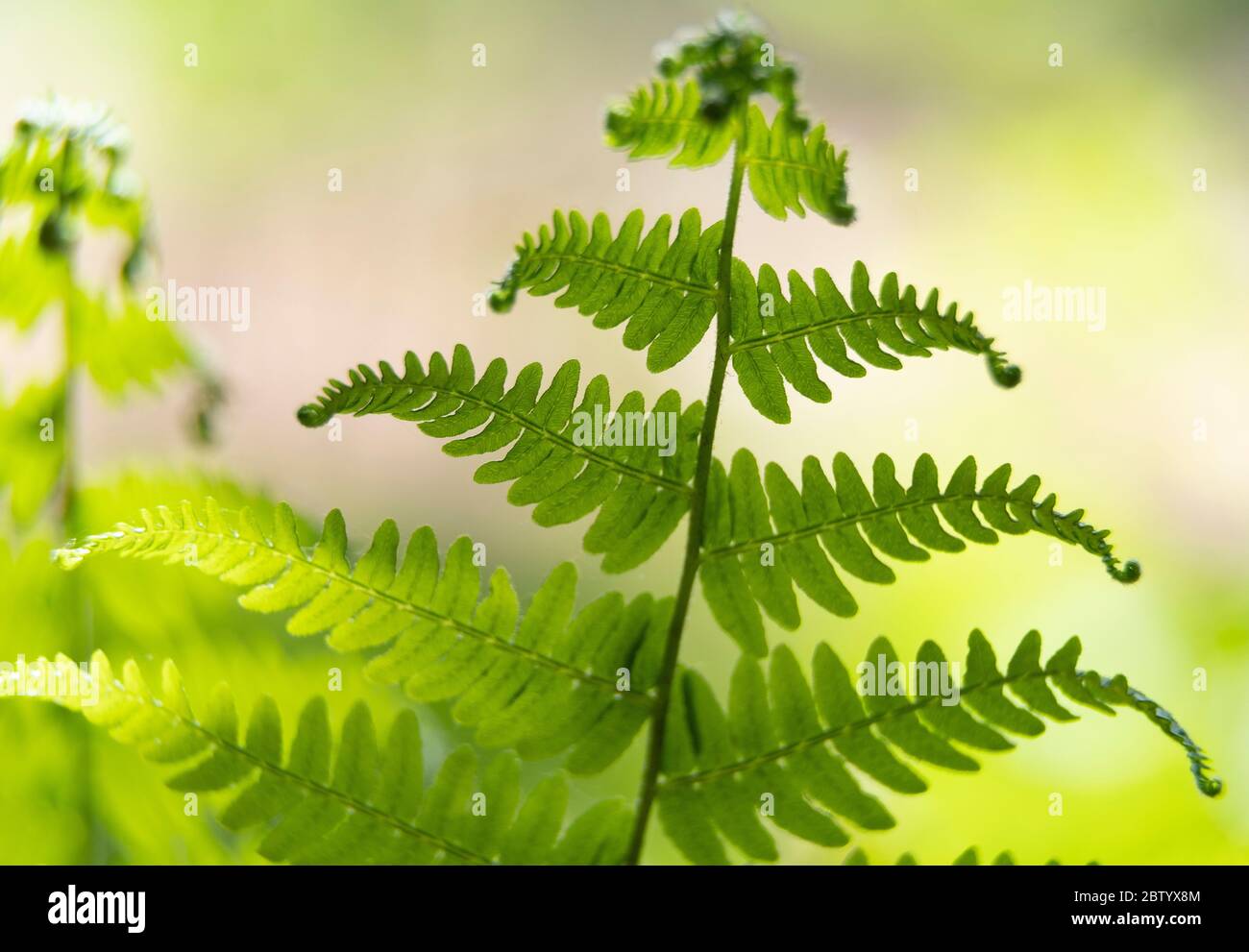 A close-up of the leaves of a Common Fern as it bursts in to life ...
