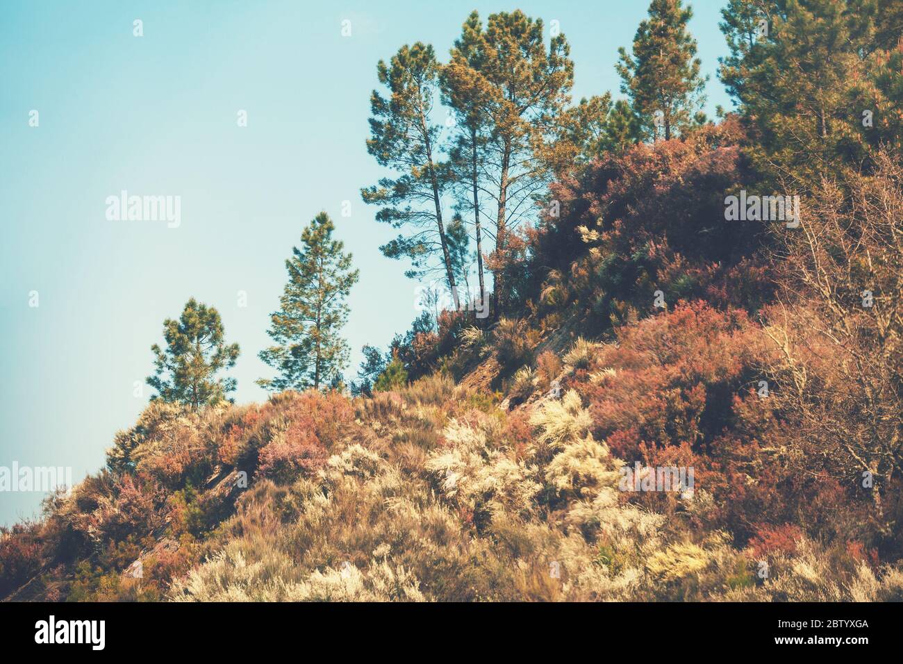 Hillside with pine trees in early spring. Nature landscape Stock Photo ...